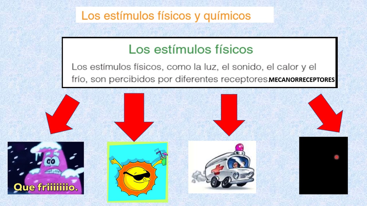 ESTÍMULOS FÍSICOS Y QUÍMICOS. - YouTube