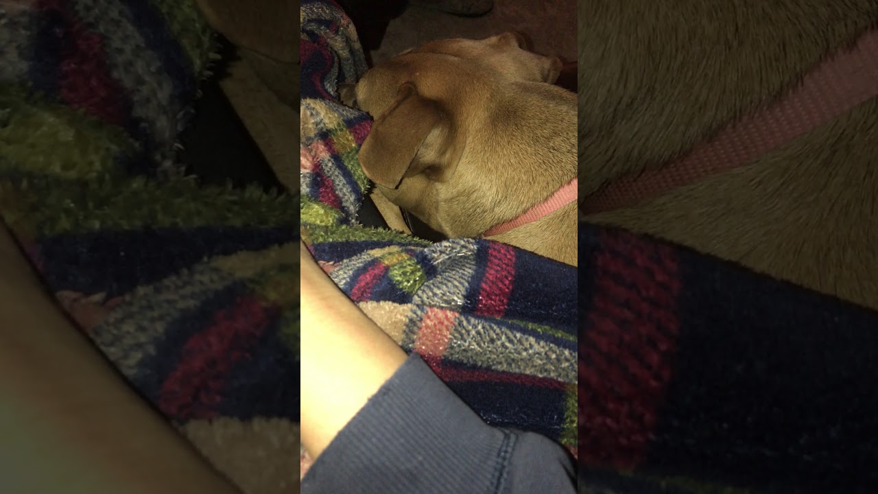 Athena Sleeping Under Blanket Youtube