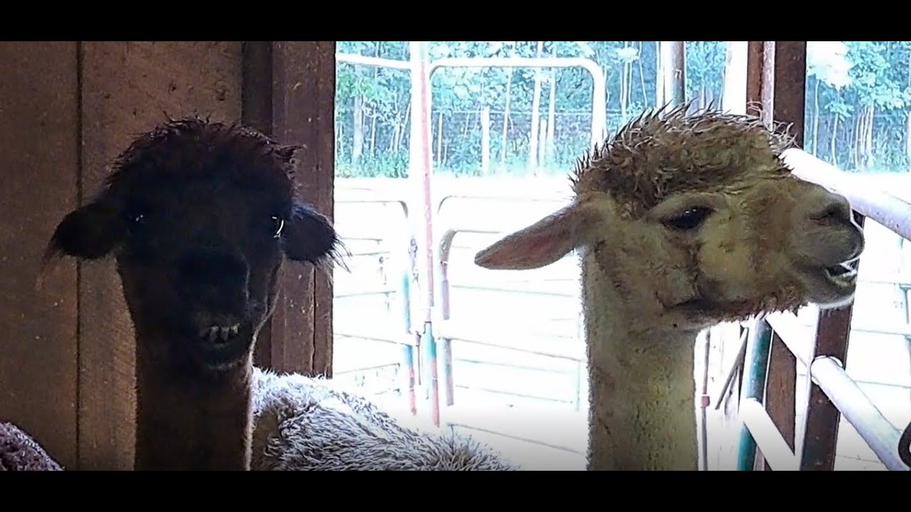 Alpacas Chewing Cud - YouTube