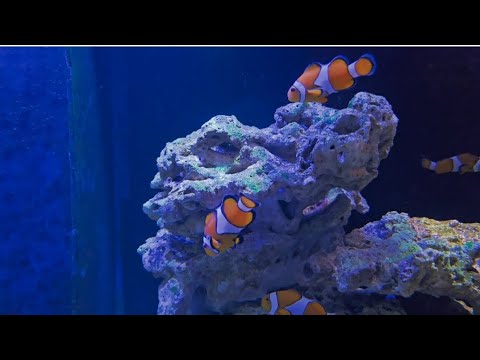 Beautiful Fish in the Aquarium | Clown Fish | Oscar | Blue Damsel ...