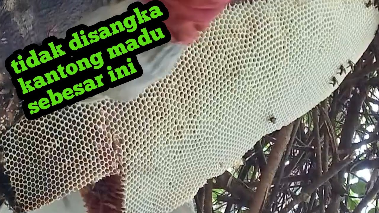 panen pertama Jong panen kedua jos menimpah Madu nya#panen madu# apis ...