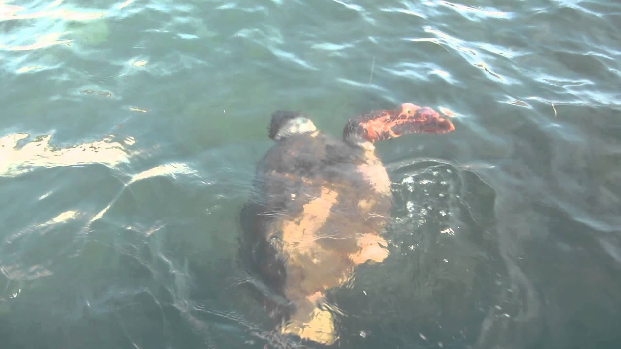 Sea turtles in the harbour of Argostoli/ Kefalonia 2013 - YouTube