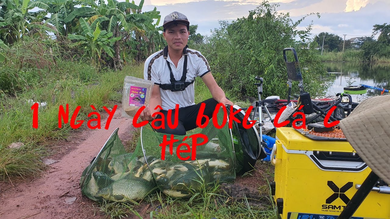 Câu đài thiên nhiên// một ngày câu 60kg cá chép//Natural fishing for ...