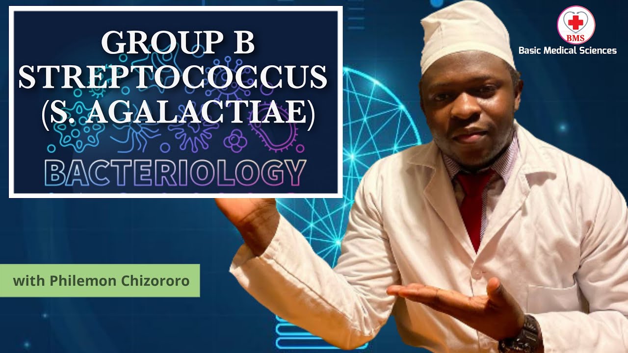 Group B Streptococcus (S.agalactiae) - YouTube