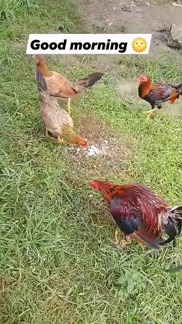 Alagang native chicken #everyone #everyone #nature #chickens - YouTube