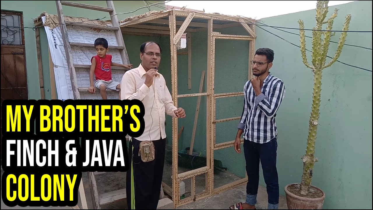 My brother's Birds Colony, Aviary | Finch Colony | Java Colony | Zaheer Birds, Urdu, Hindi - YouTube
