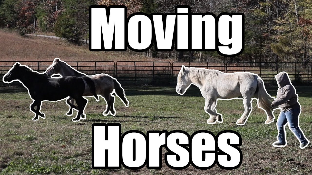 Moving Horses - Horse Plus Happenings Vlog #35 | 11-21-2024 - YouTube