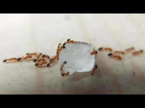 Microscopic World of Red Ants ( Red Ants Macro Videography ) - YouTube