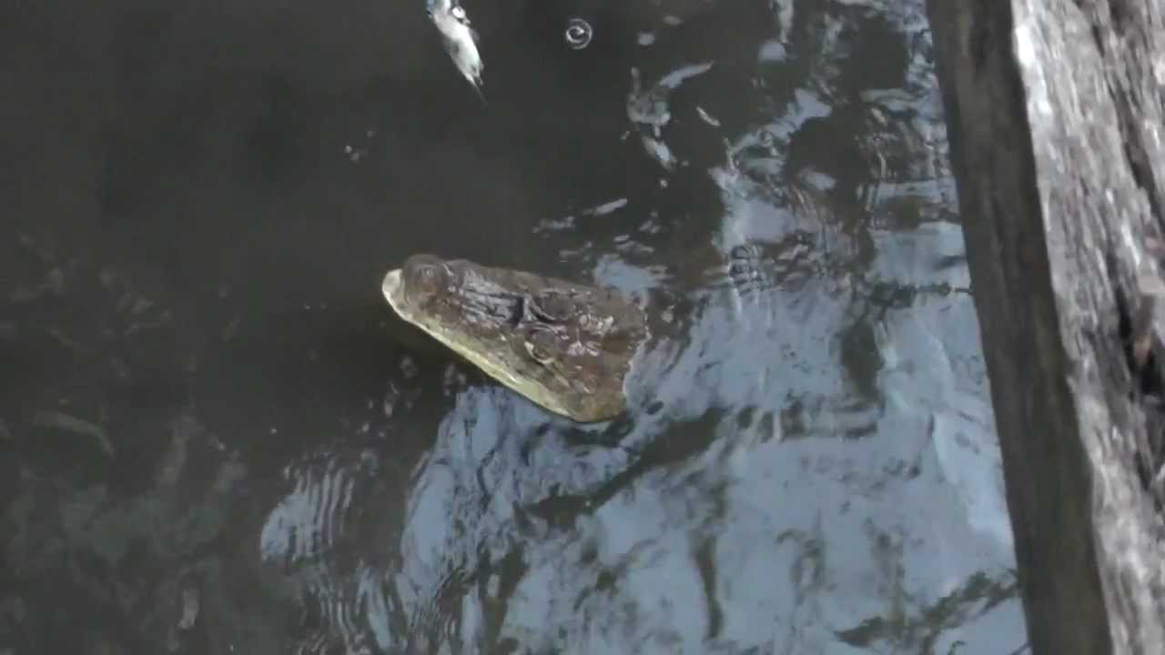 Huge Wild Vicious Caiman Attacks Hooked Fish !!!! - YouTube