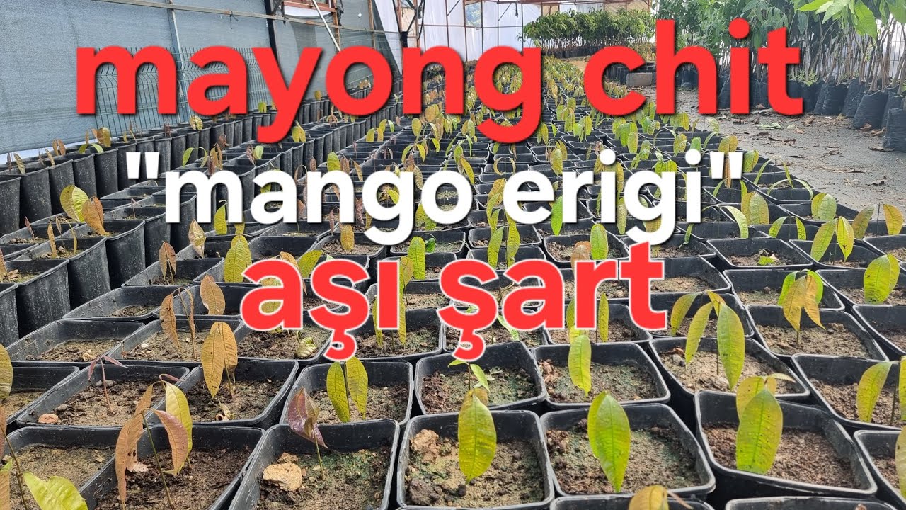 mayong chit'e aşı şart. mango erigi. maprang. #mayongchit #tropikaltopraktv - YouTube