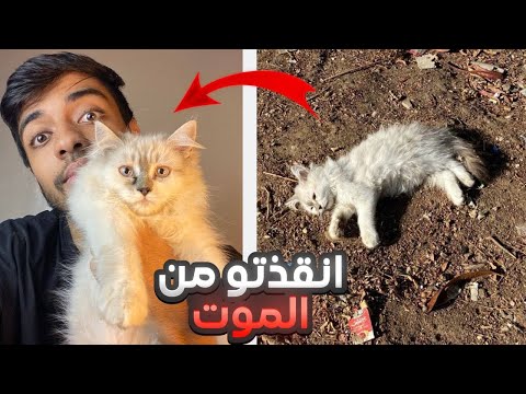 They dumped this helpless kitten… I saved it right before it died from heatstroke❤️🐈✨