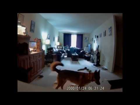 Big Puppy Eats GoPro - YouTube