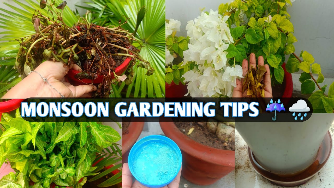MONSOON GARDENING TIPS 🌧️☔ | MANDATORY THINGS TO GO IN RAINY SEASON ⛈️🏡 ...