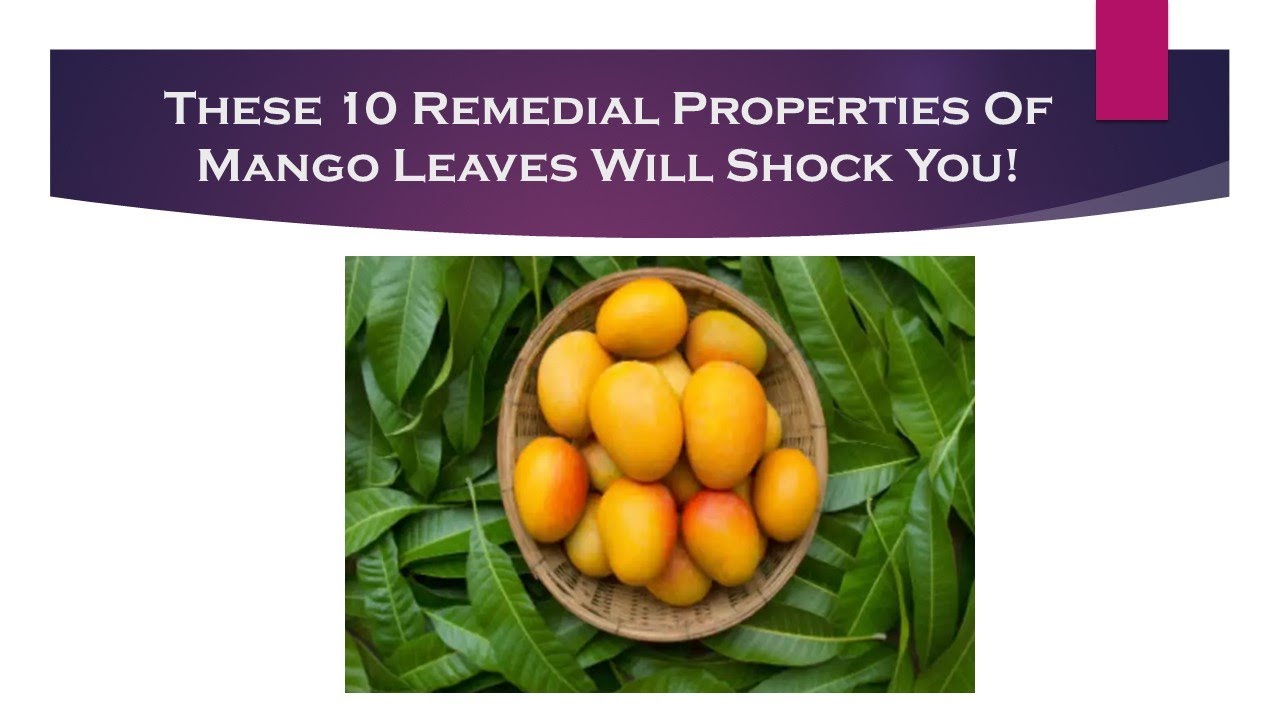 These 10 Remedial Properties Of Mango Leaves Will Shock You! | Health ...