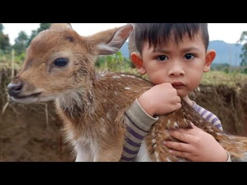 TEA GARDEN RESORT SUBANG | PENANGKARAN RUSA LEMBAH PANIISAN - YouTube