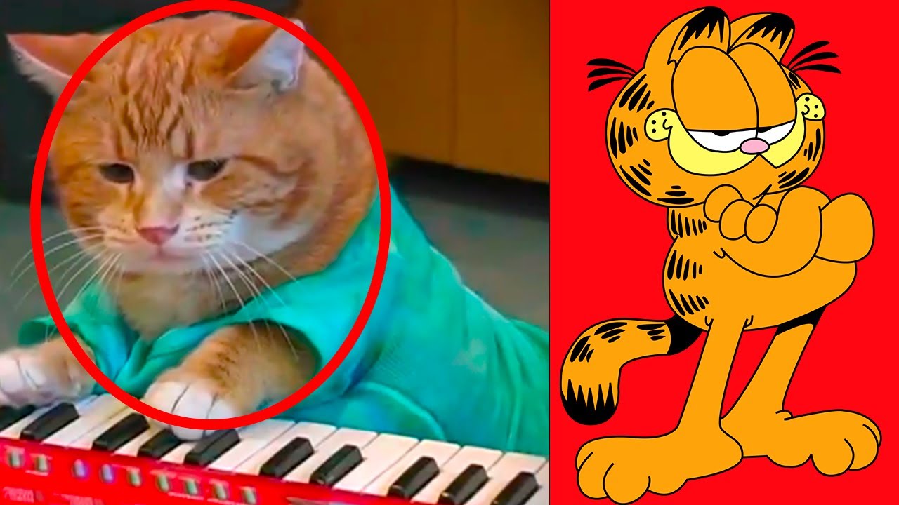 5 Garfield Captados En Cámara y Vistos En La Vida Real - YouTube