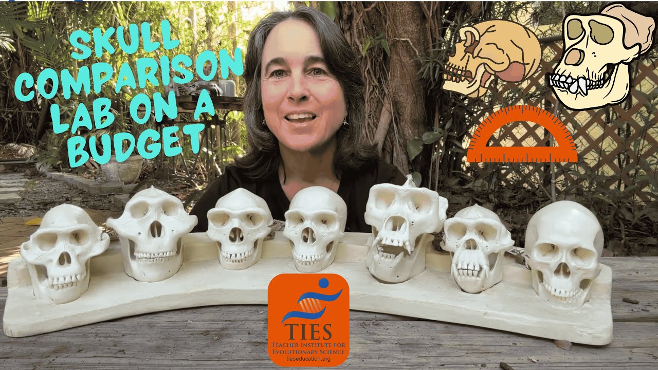 Skull Comparision Lab on a Budget! - YouTube