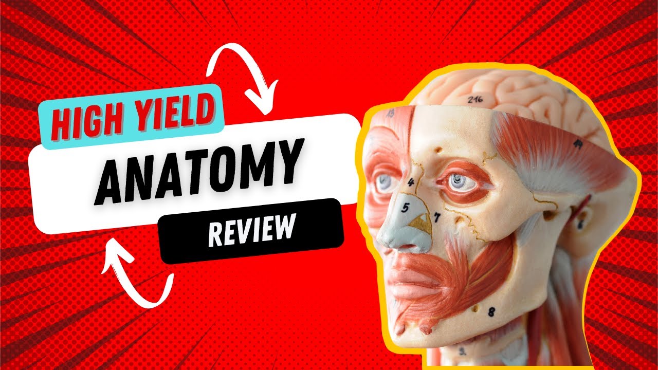 Rotator Cuff Muscles MADE EASY | High Yield Anatomy Review - YouTube