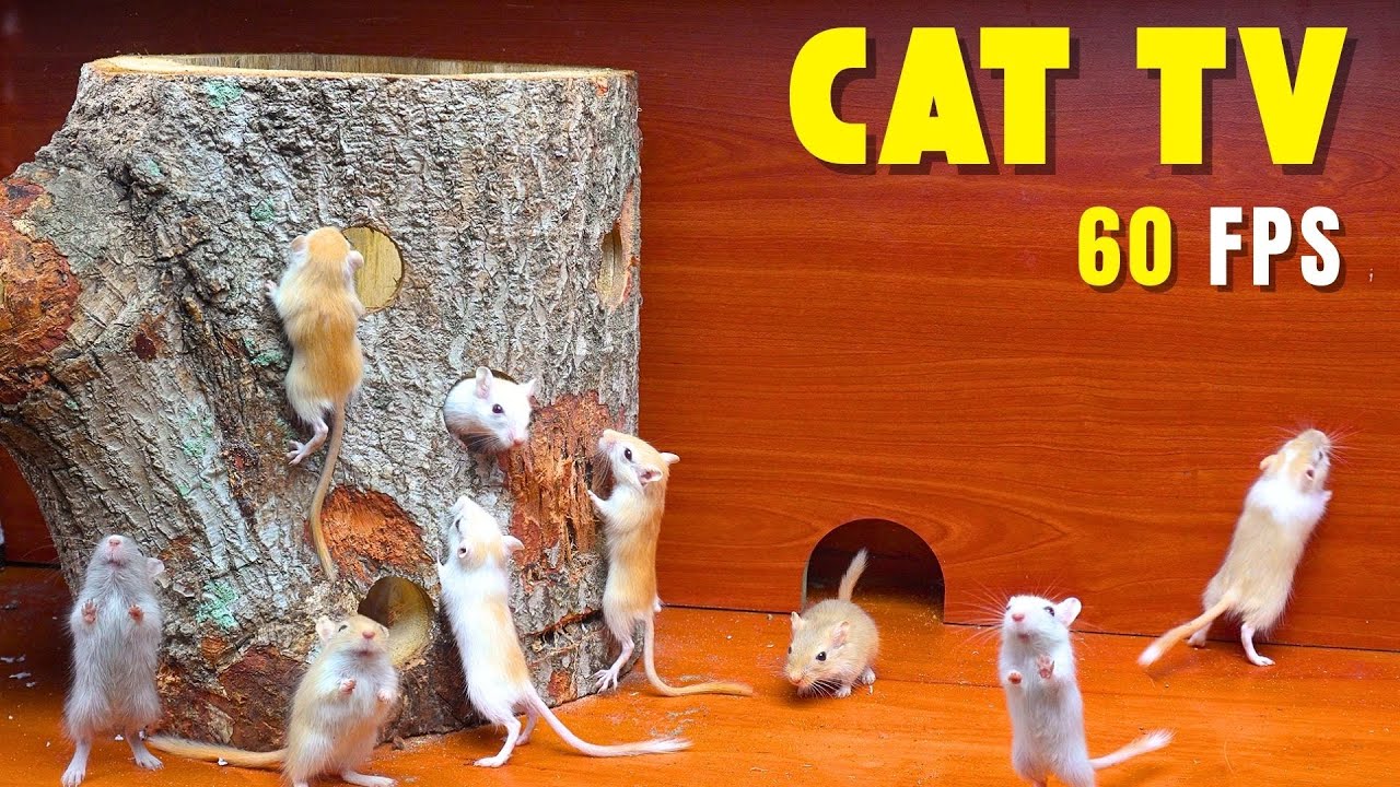 Cat Games - Catching Mice For Cats to Watch & Enjoy - Entertainment ...