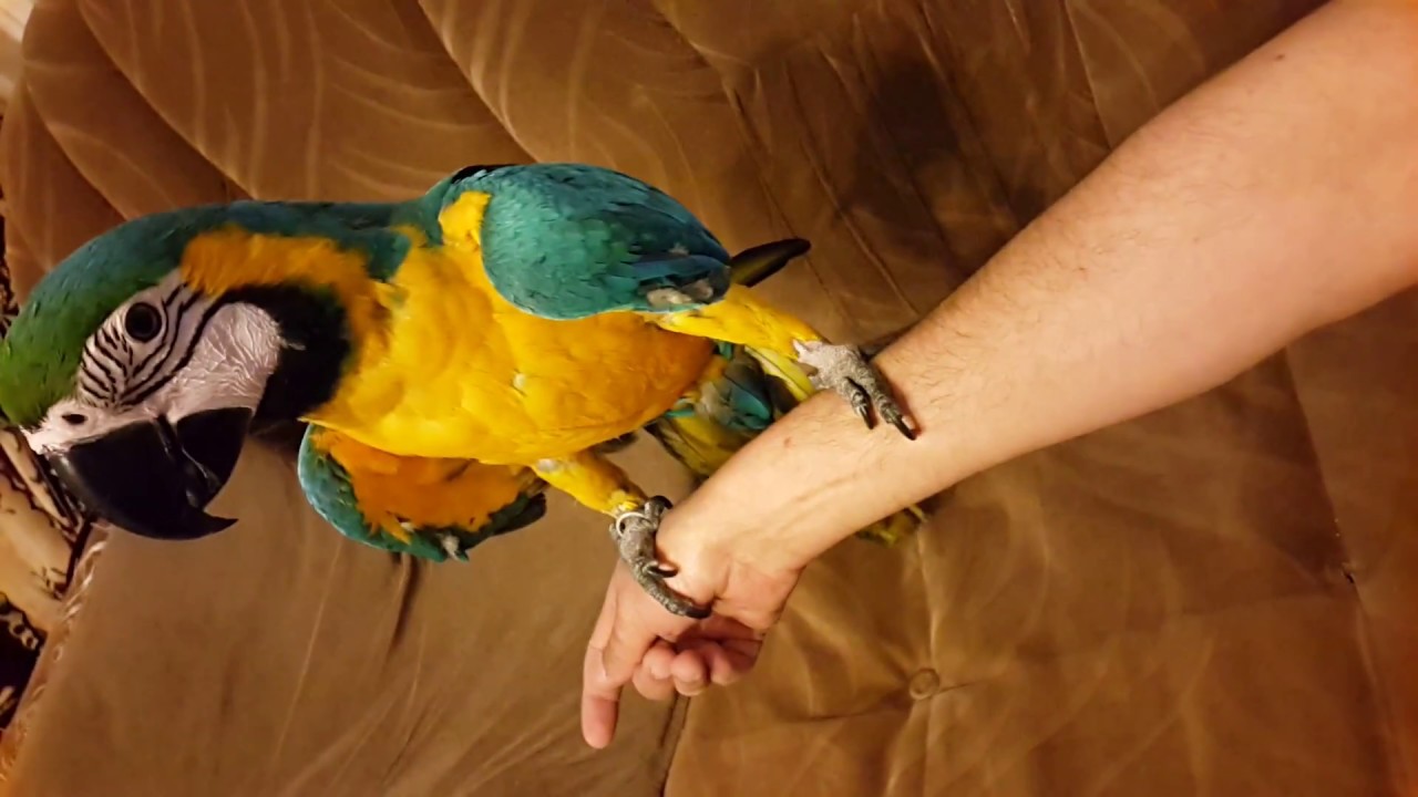 Tutuquşular dünyası. Papuqay Ara. Papuqay fermasi Azerbaycan Salyan ...