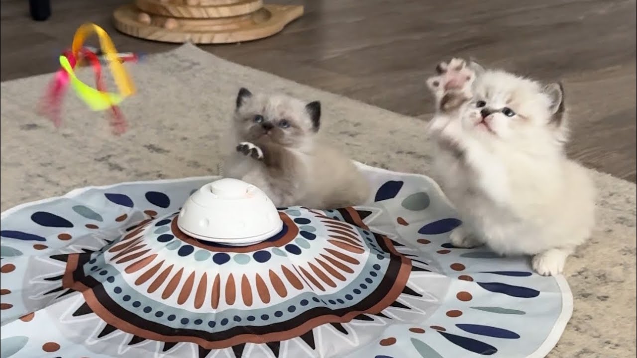 Munchkin kitten(s) Playing with their favorite toy… hilariously - YouTube