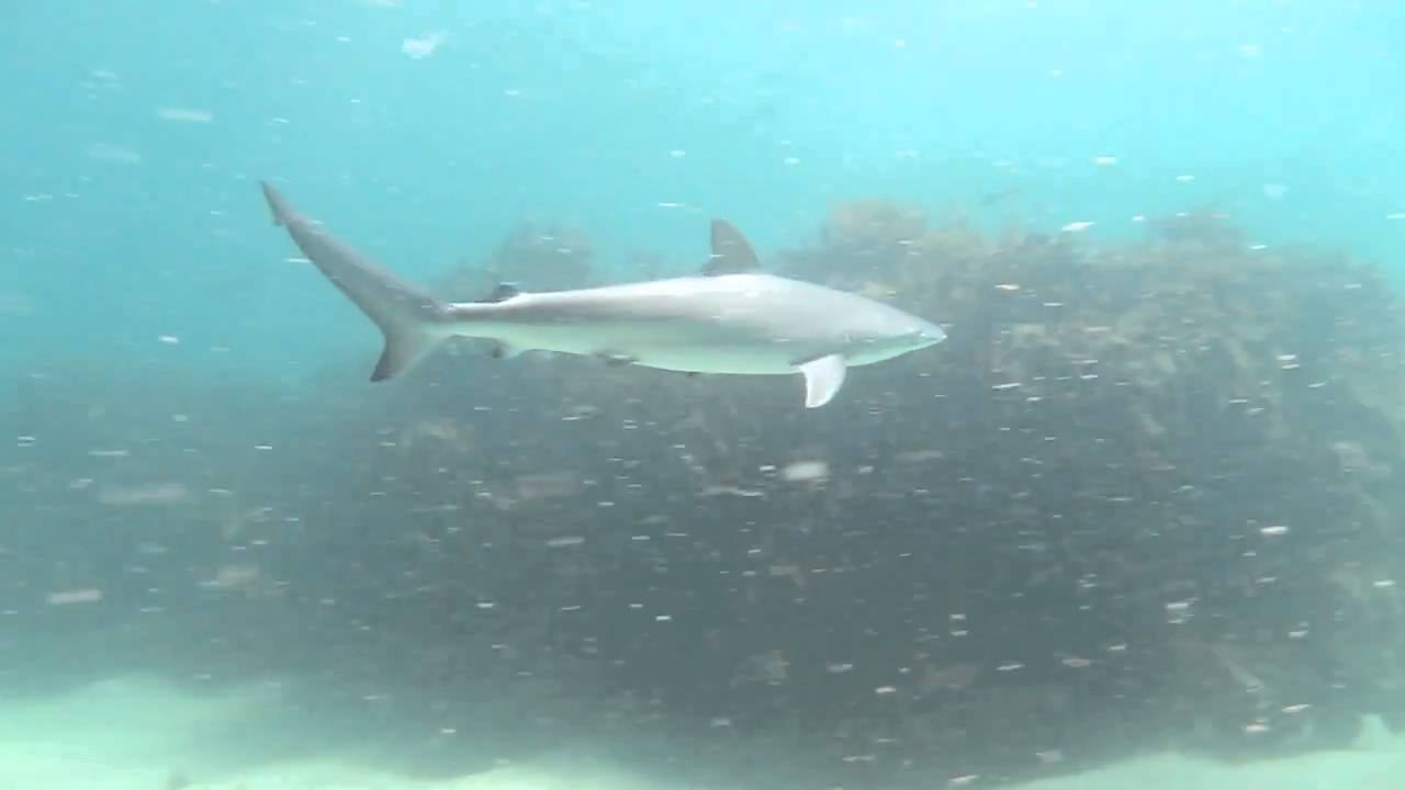 Dusky Whaler (Mako) Shark at Fairy Bower, Manly - YouTube
