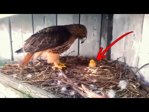 Çiftçi Kartalın Altına Tavuk Yumurtası Koydu Ve Sonra Olan Bu