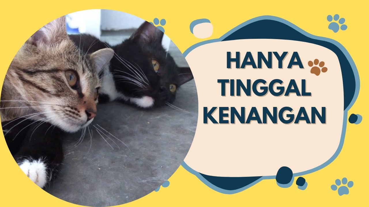 KUCING KESAYANGAN,HANYA TINGGAL KENANGAN.... - YouTube