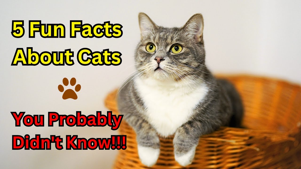 5 Fun Facts About Cats You Probably Didn't Know! - YouTube