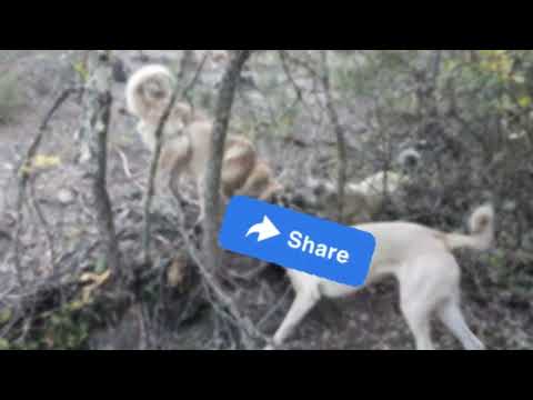 DAYI YAVRULARI VE ASLAN SÜRÜNÜN YANINA GELEN DOMUZU AVLADI ( DOMUZ AVI  )