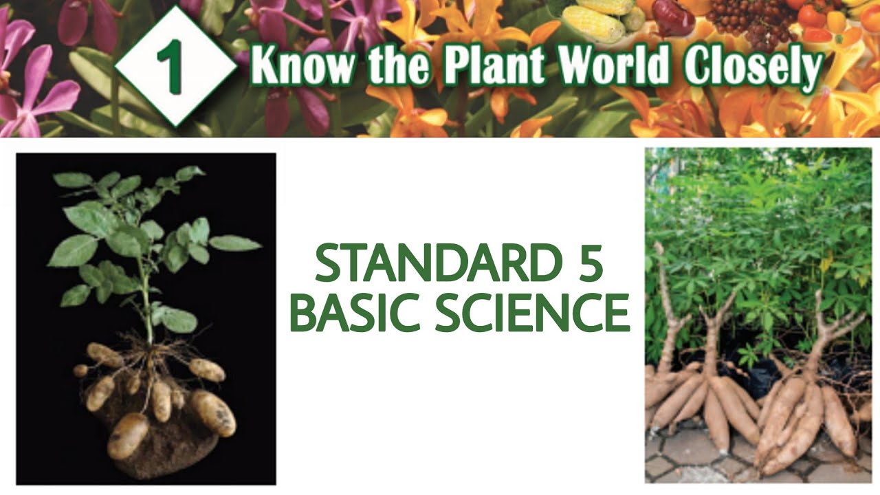 CLASS-5 BASIC SCIENCE CHAPTER-1 KNOW THE PLANT WORLD CLOSELY PART-4 ...