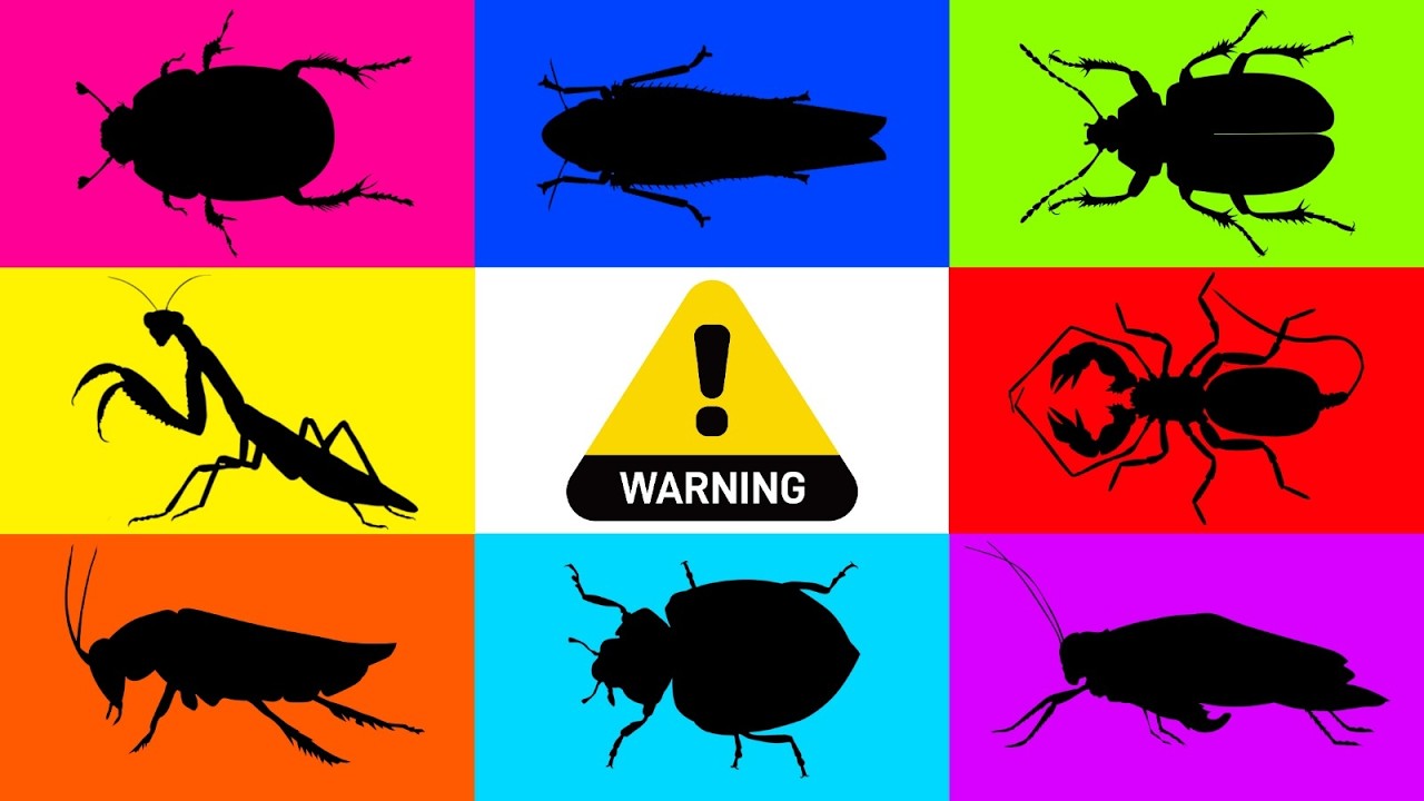 Insect: Leaf Hopper, Taro beetle, Ladybug, Whip Scorpion, Madagascar ...