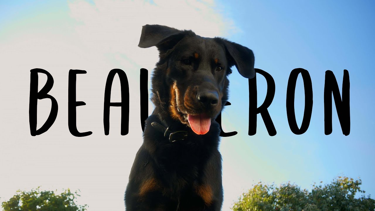 The CUTEST and most PLAYFUL French GUARD DOG is the BEAUCERON! - YouTube