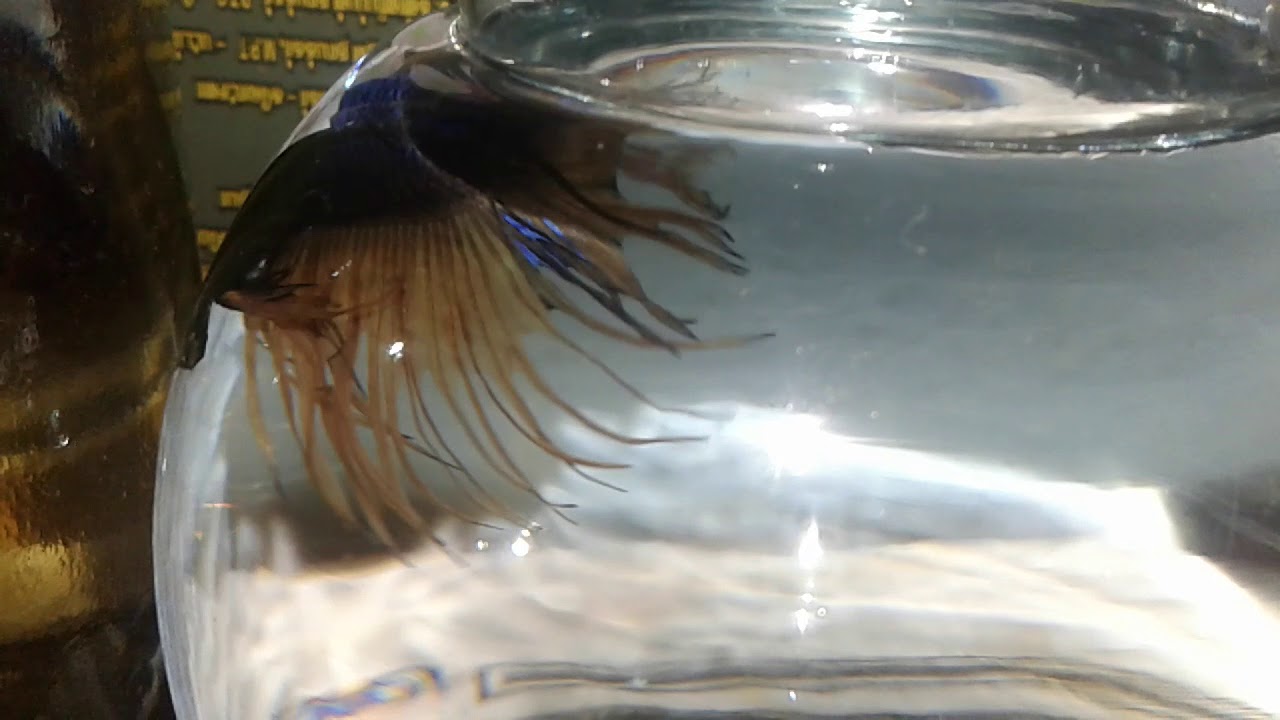 MY MUSTANG GAS CROWNTAIL AND BLUE FULL MOON FIGHTER FISH - YouTube