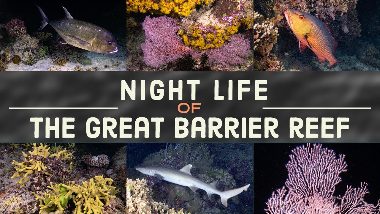Great Barrier Reef at night is INSANE! 4K Ultra HD video. - YouTube