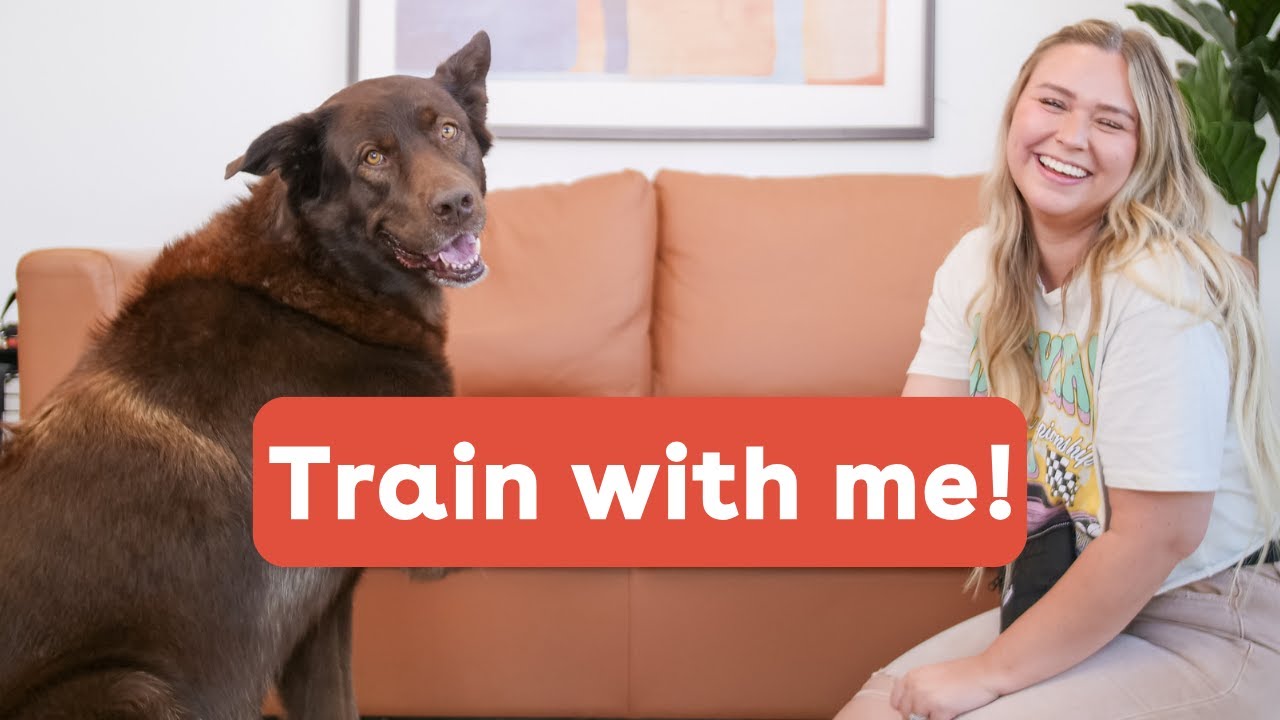 Essential Dog Training Course Intro - YouTube
