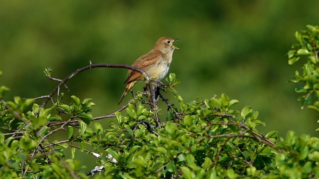 Nightingale bird singing in mating season - YouTube