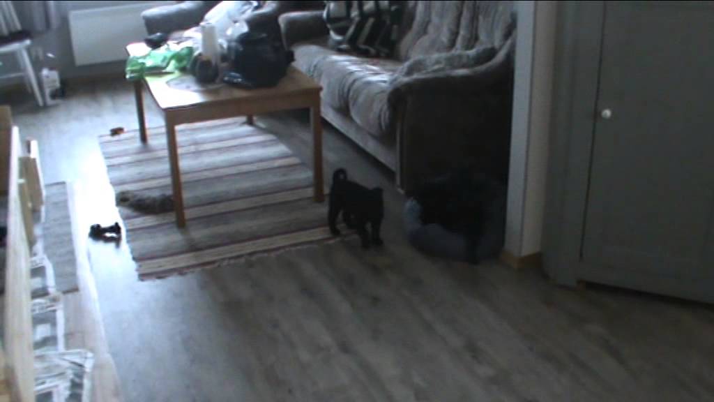 Norsk älghund svart, valpar 4-veckor gamla - YouTube