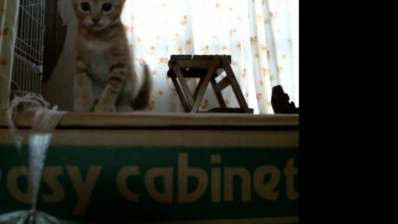 calico mom cat and her kittens CAM 三毛猫生配信 - YouTube