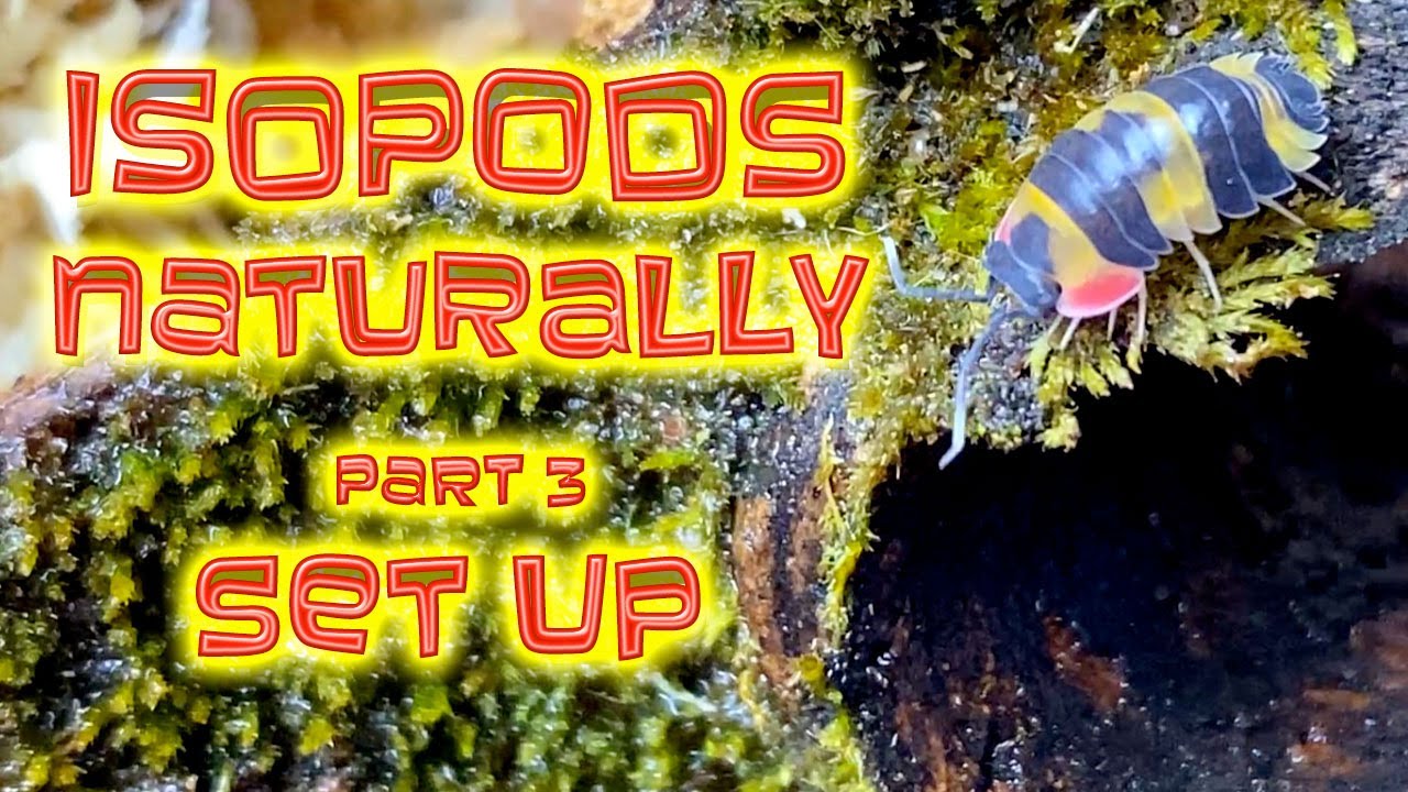 Setting up rare Isopods in a nature inspired vivarium - YouTube