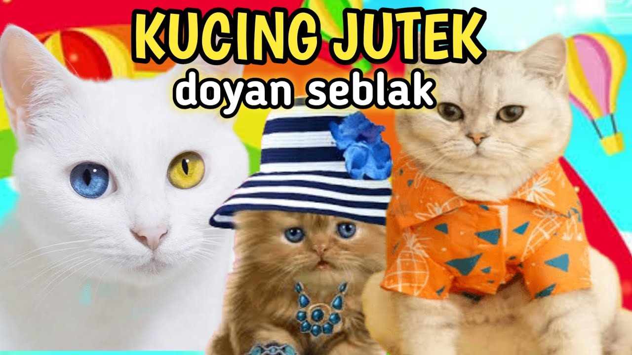 KUCING MEONG MEONG | KUCING JUTEK SUKA SEBLAK | LAGU KUCING MEONG MEONG ...