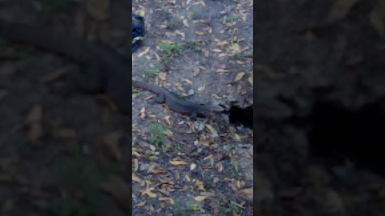 Indian wild poisonous animal :-GHO - YouTube