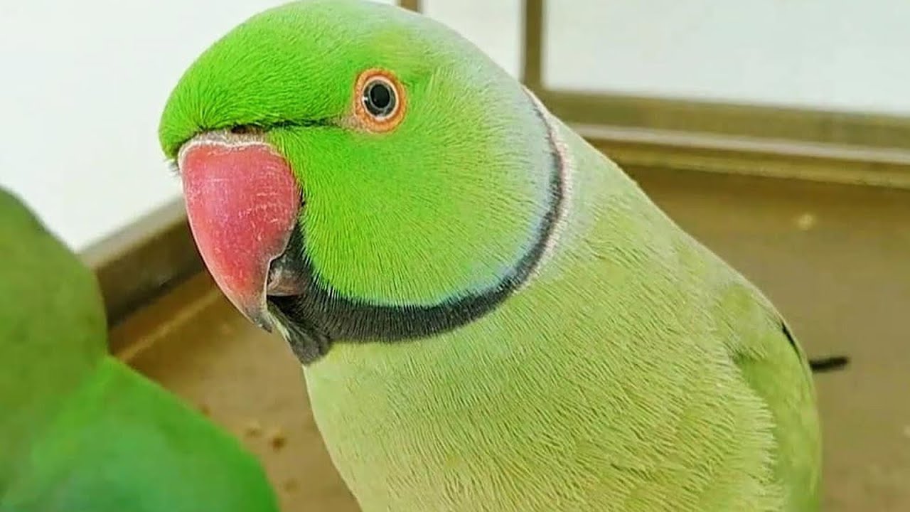 Ringneck green Talking Parrot - YouTube