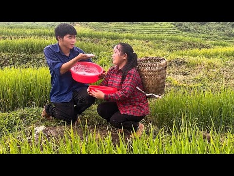 Weeding the fields, Fertilizing rice rice field.| Phuc and Sua - YouTube