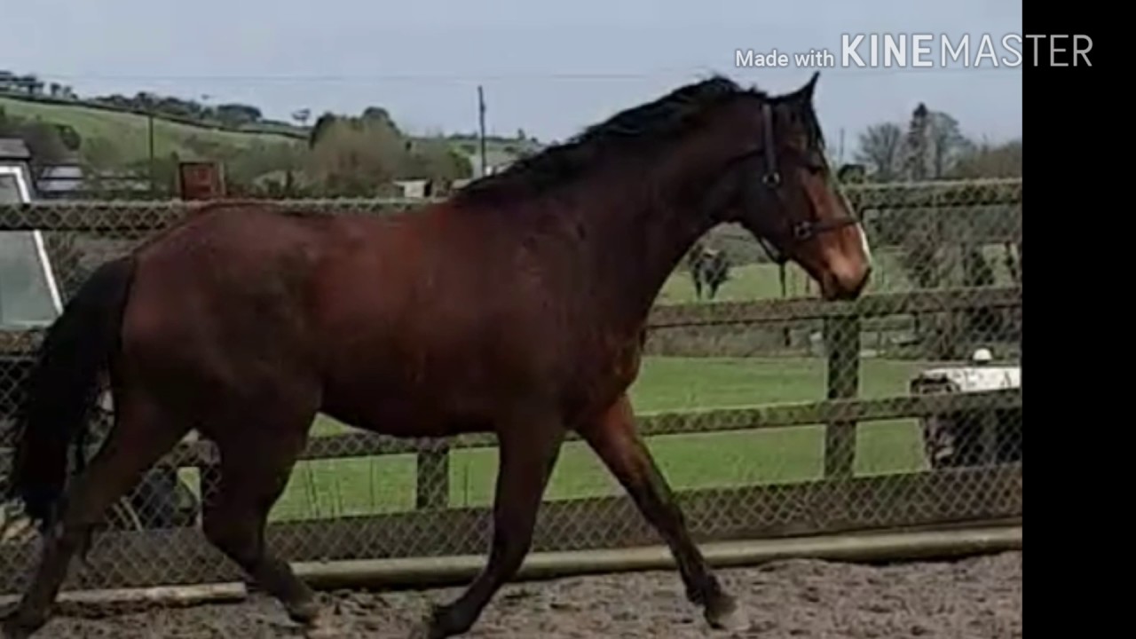 Traditional Irish bred gelding by Nigrasine x Huntingfield Heathcliff x ...