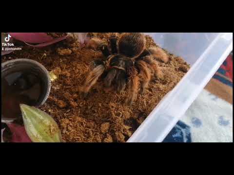 Asi come una tarántula mexicana #tarántulas #mexico #comida - YouTube