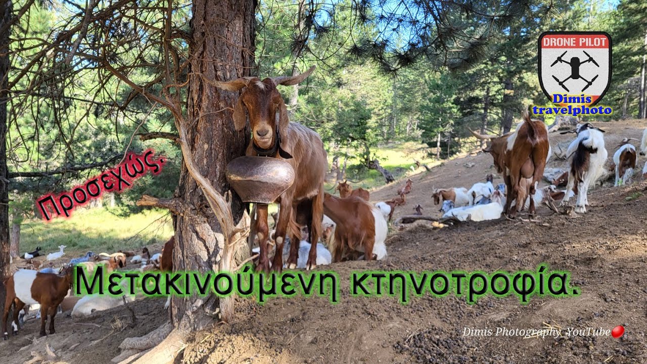 Μετακινούμενη κτηνοτροφία. Προσεχώς νέο βίντεο!!! - YouTube