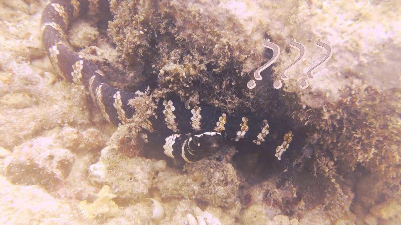 Video of Sea snake in Okinawa Snorkel - YouTube
