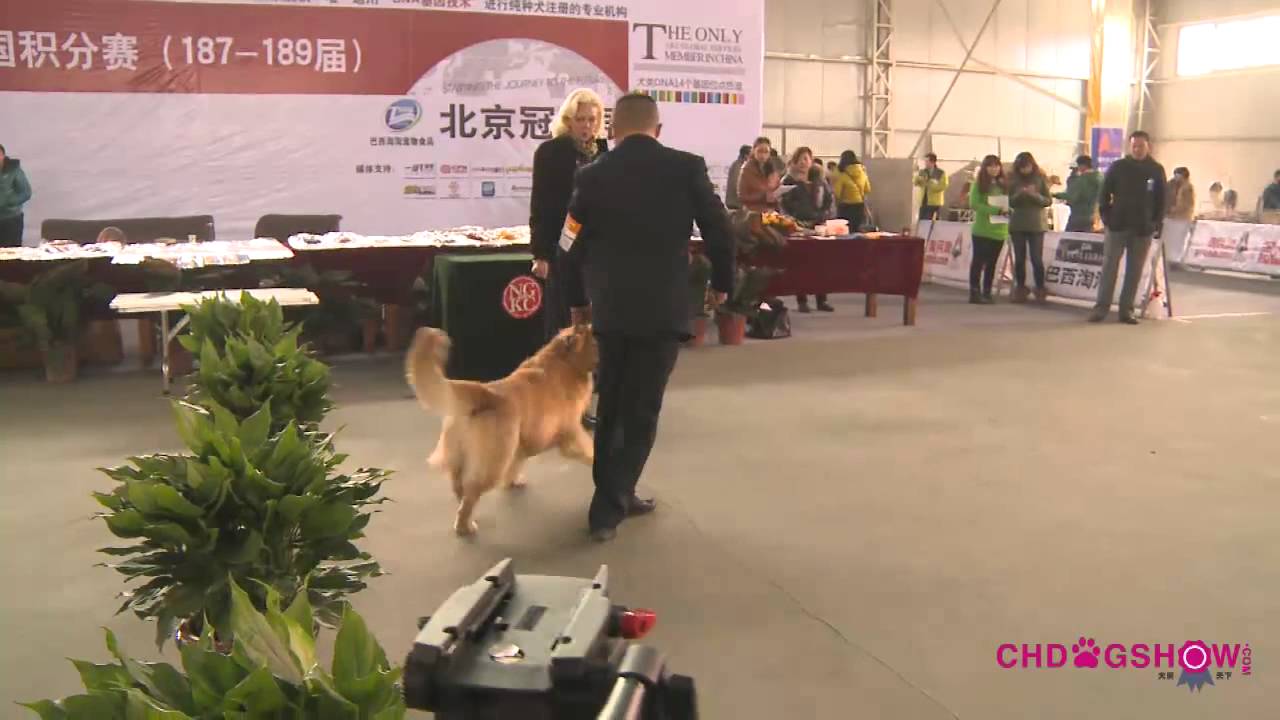 187th NGKC dog show Golden Retriever adult male, Judge:Susan.Vroom ...