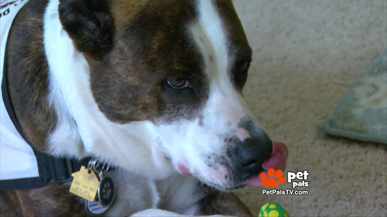 From Discarded Dog to Amazing Therapy Pet!! - YouTube